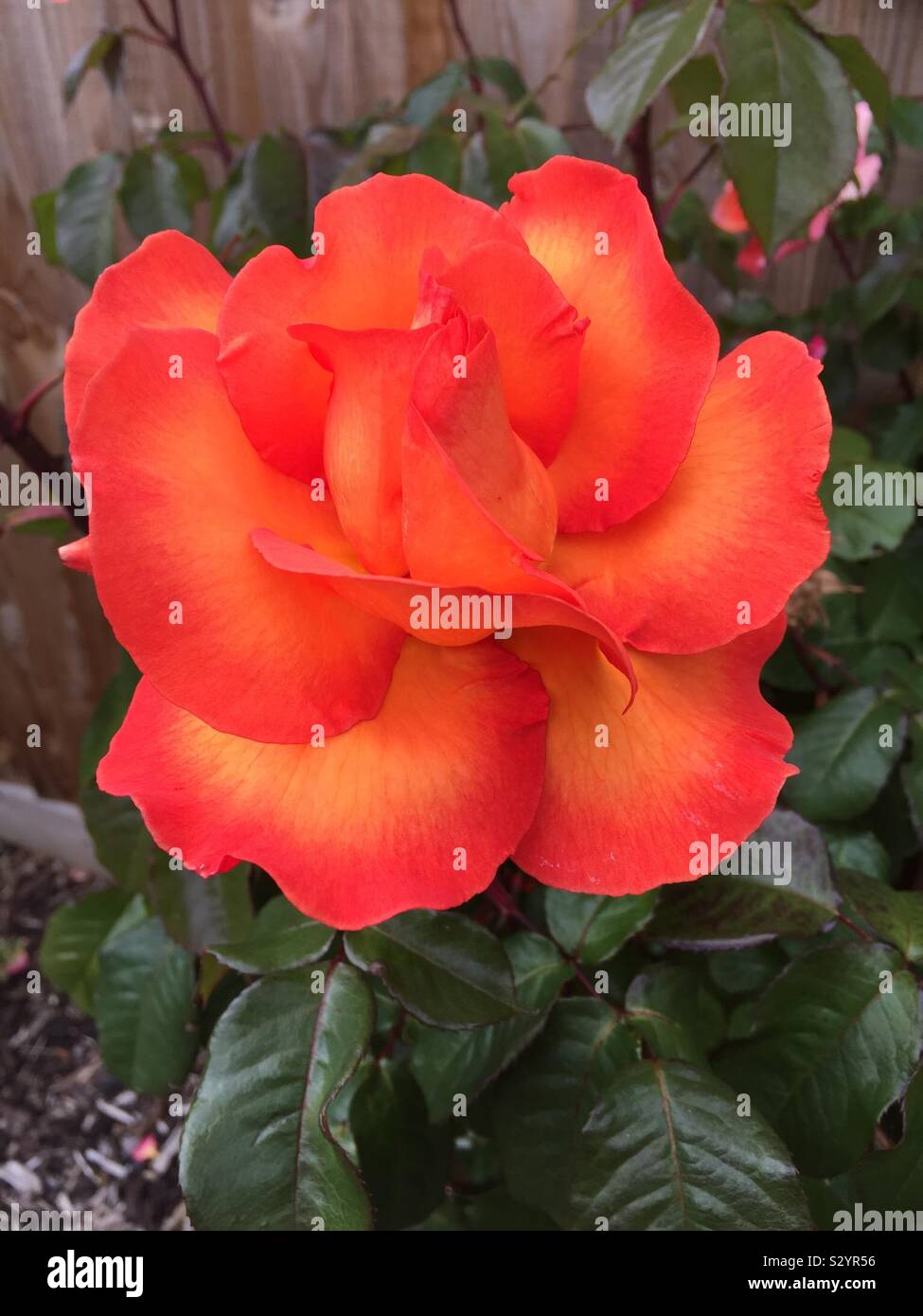 Two Tone Colour Rose High Resolution Stock Photography and Images - Alamy