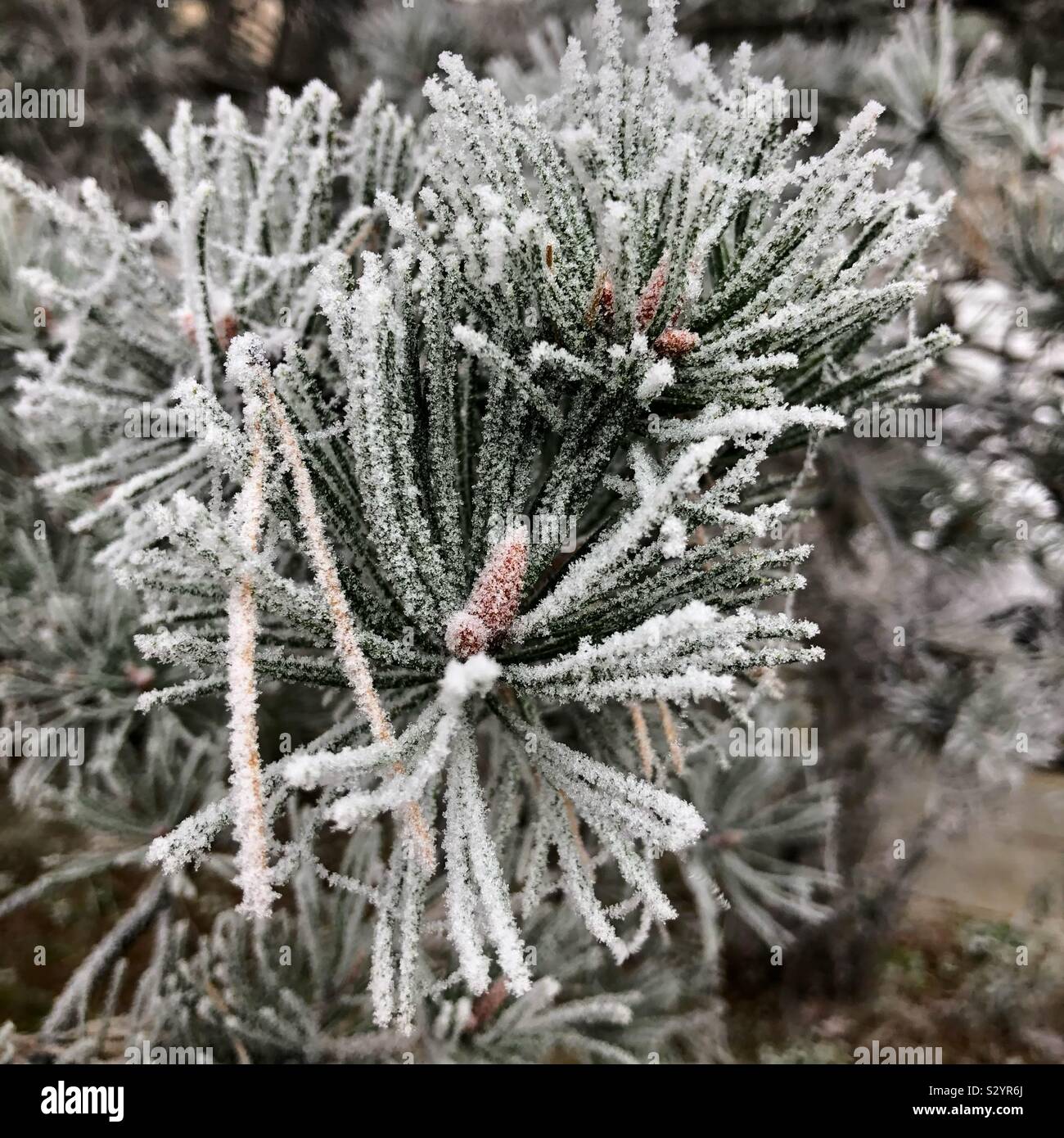 White frost first frosts hi-res stock photography and images - Alamy