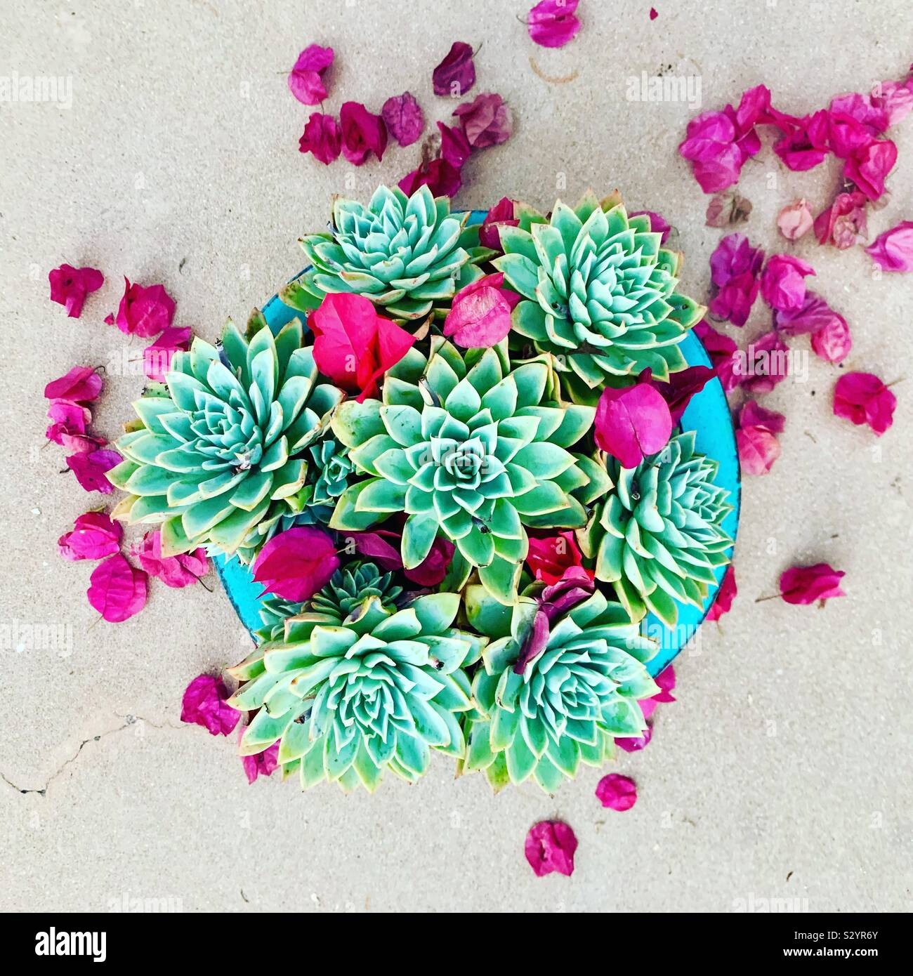 Colorful Succulents High Resolution Stock Photography and Images - Alamy
