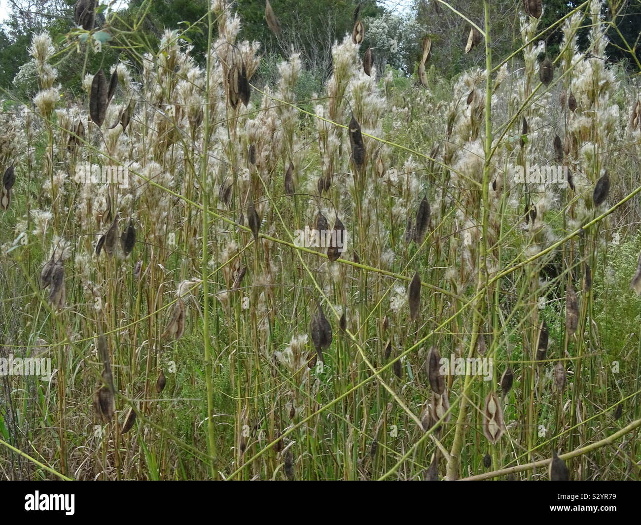 Fall wildflowers hi-res stock photography and images - Alamy