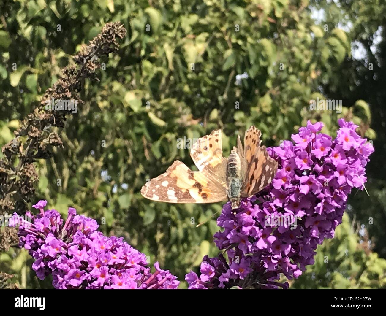 Butterfly on Buddleia ‘Border Beauty’ Stock Photo - Alamy