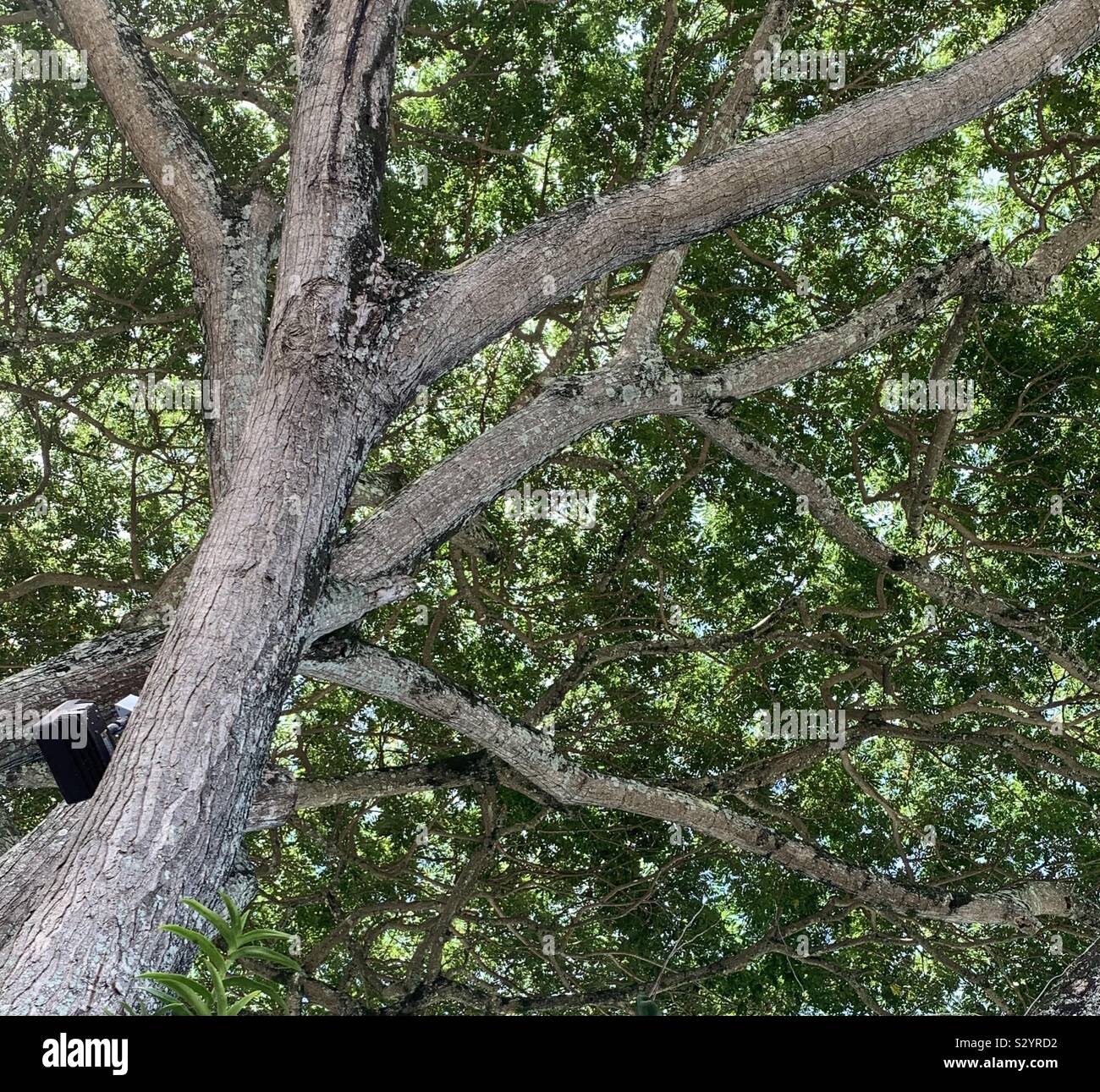 Big Tree in Hana Stock Photo - Alamy