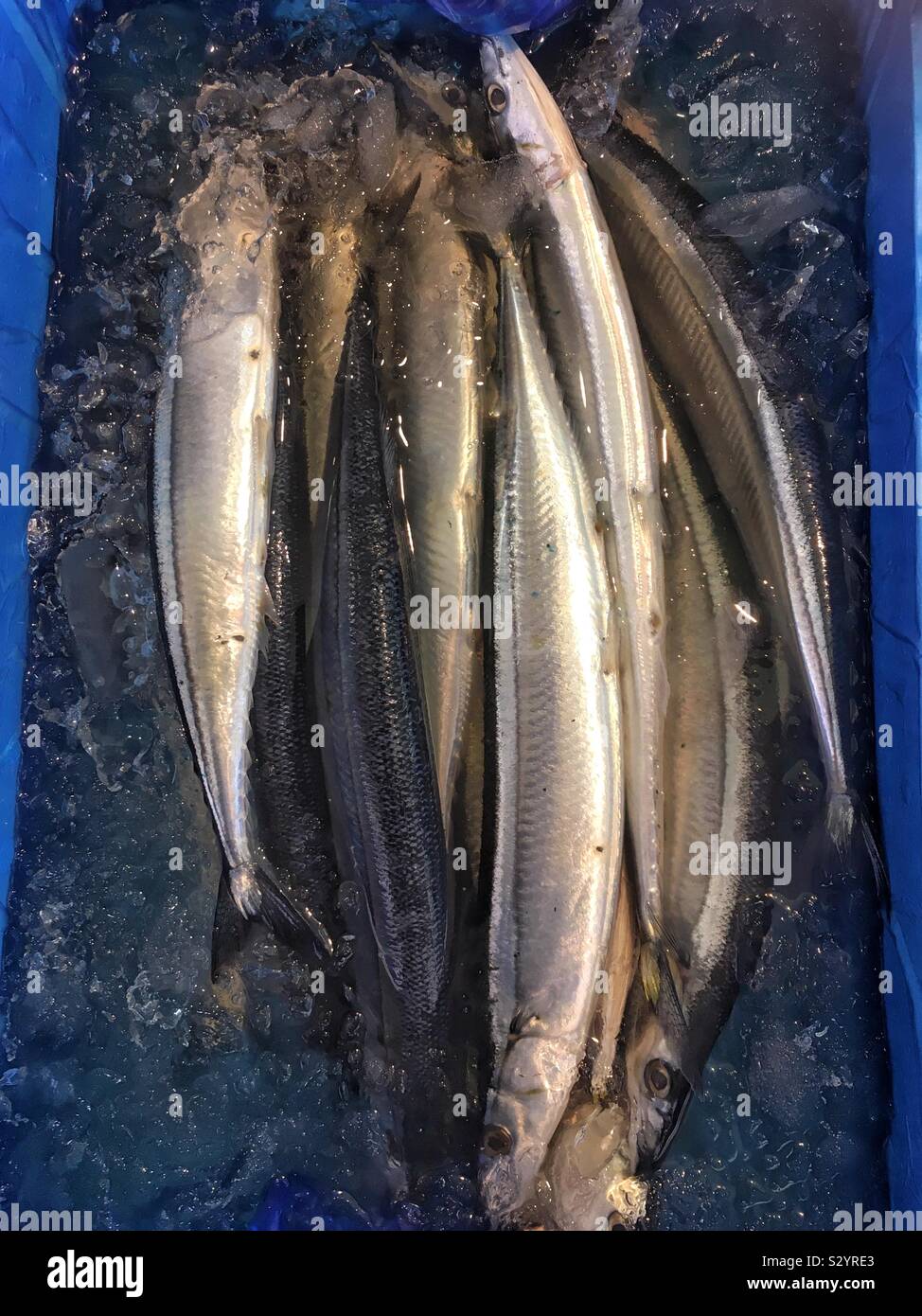 Fish on ice Stock Photo - Alamy