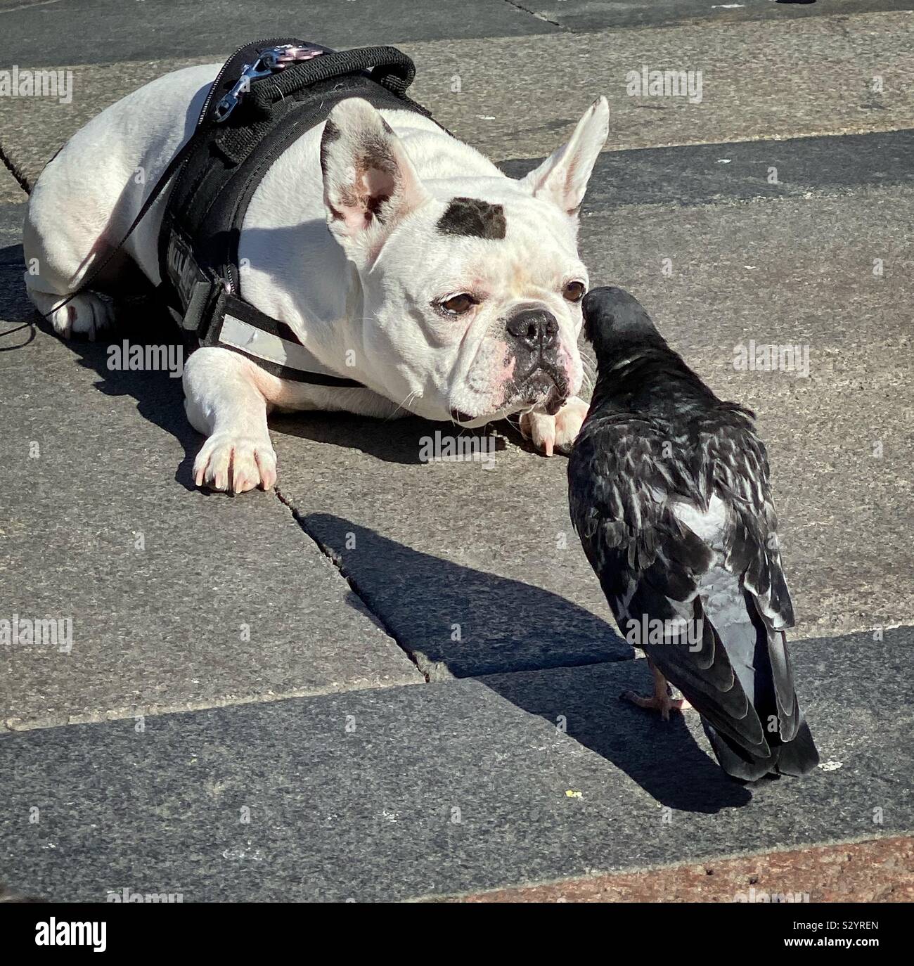 Pigeon faces dog hi-res stock photography and images - Alamy
