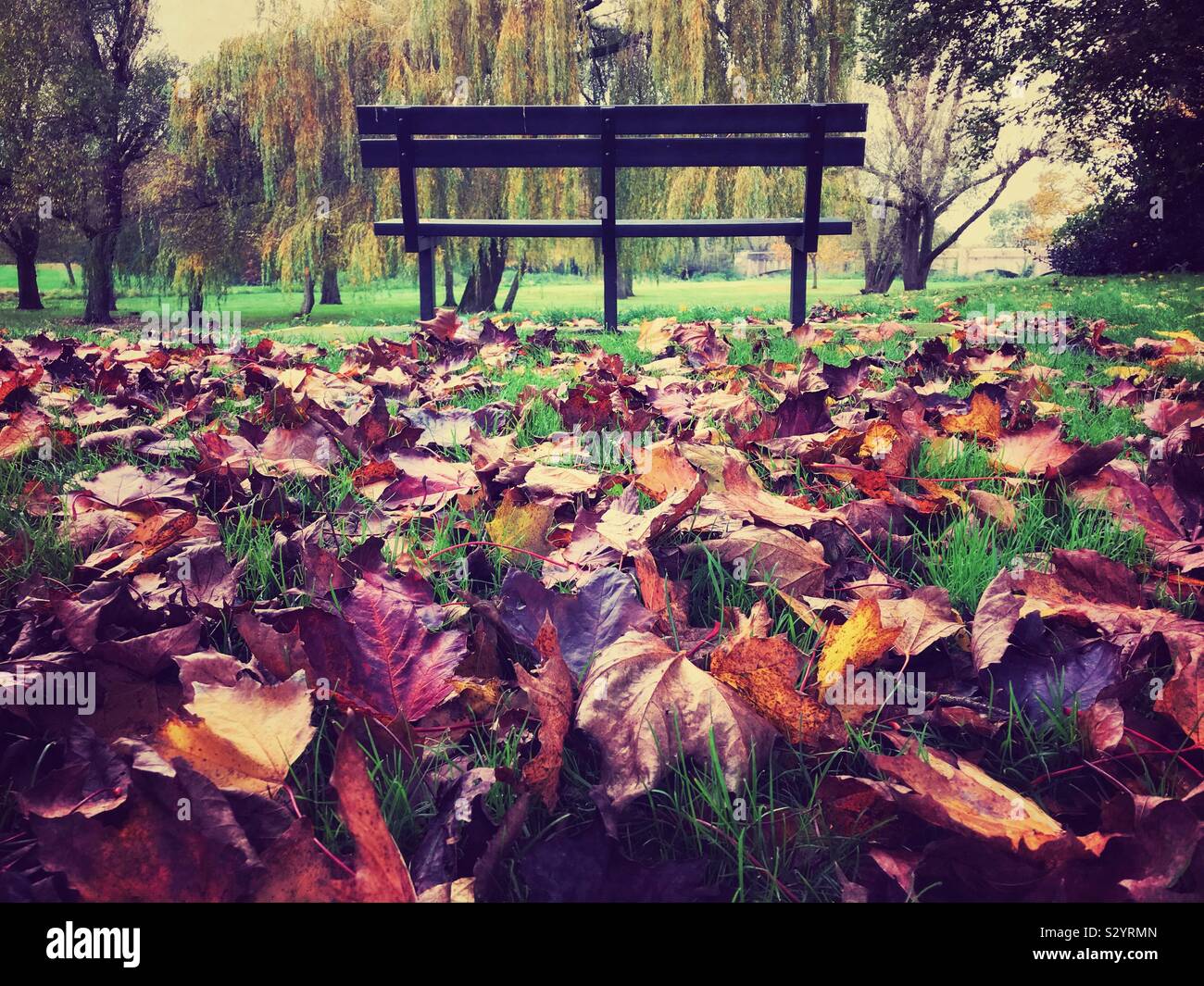 Bench and Fallen Leaves Stock Photo - Alamy