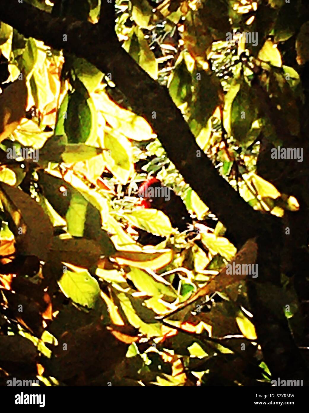 Looking through bushes red hi-res stock photography and images - Alamy