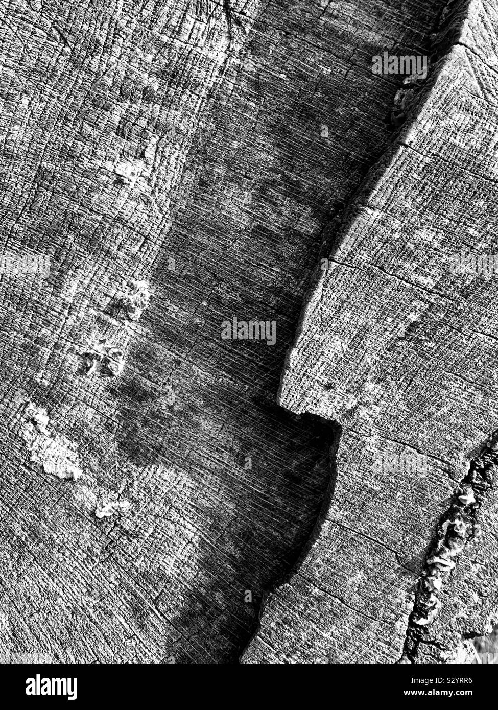 Wood Grain Detail On Fallen Tree Stock Photo Alamy wood-grain-detail-on-fallen-tree-stock-photo-alamy