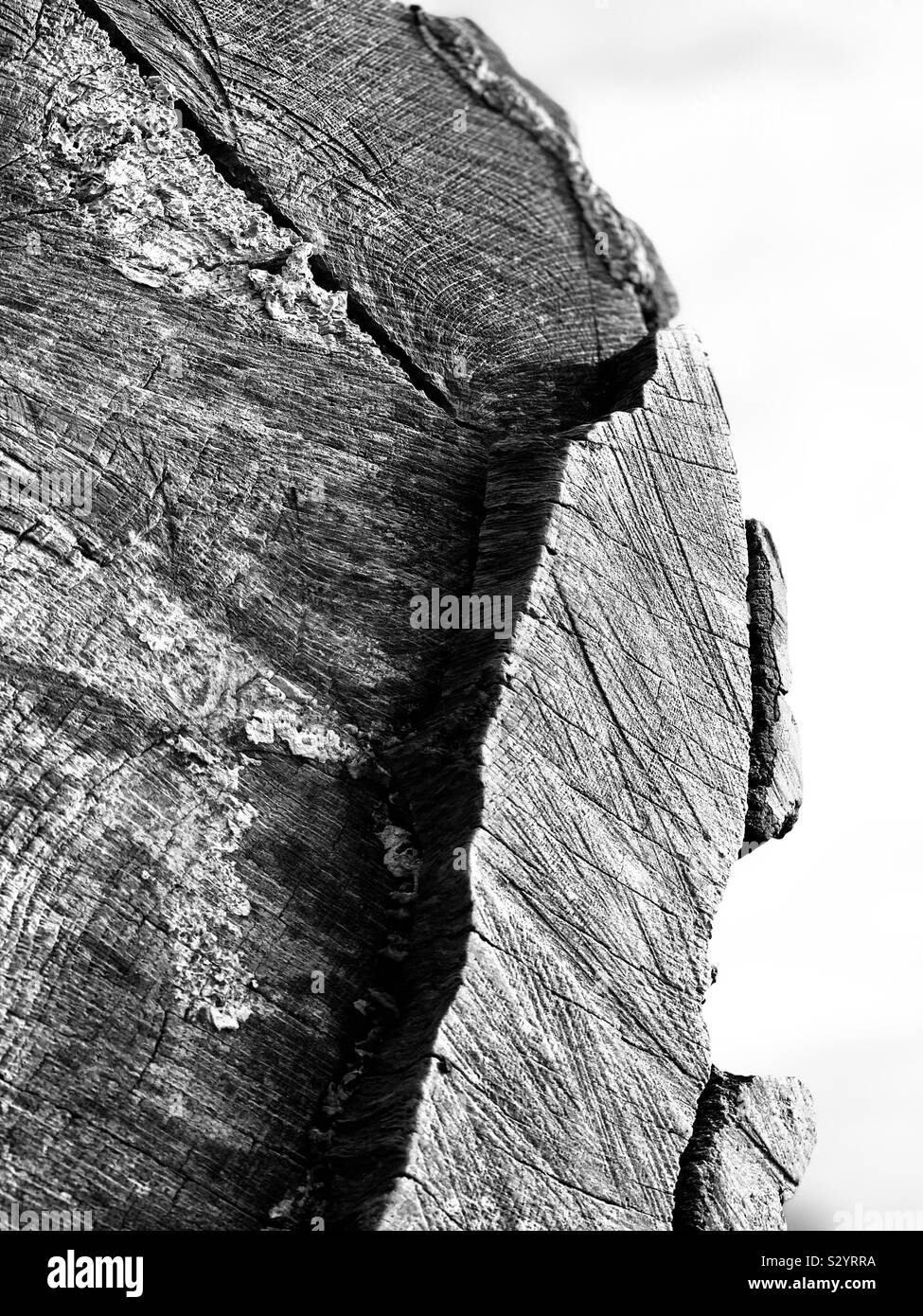 Tree end grain hi-res stock photography and images - Alamy
