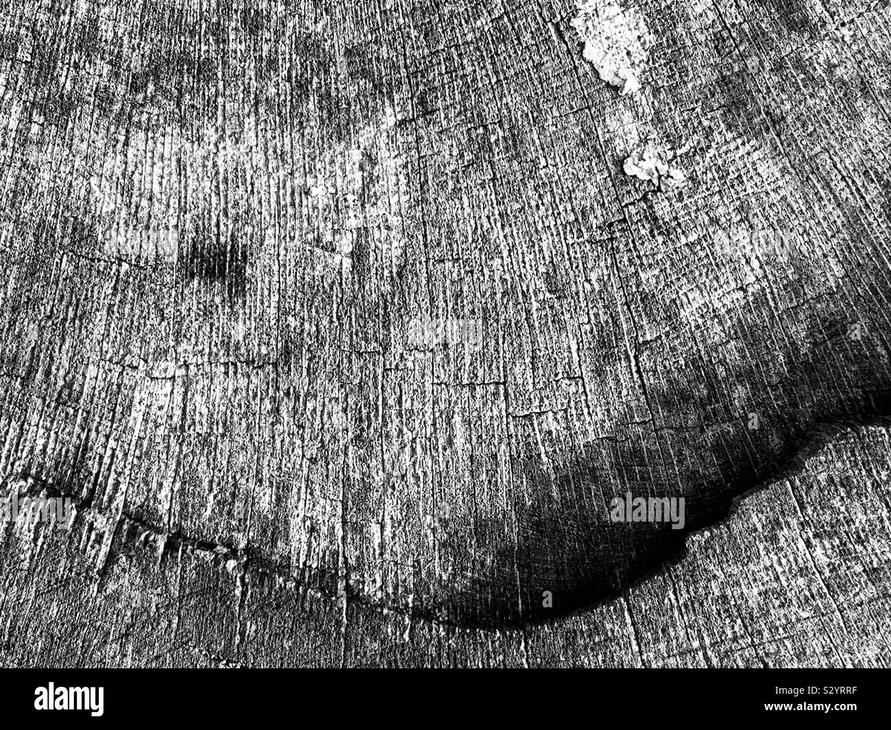 Tree end grain hi-res stock photography and images - Alamy