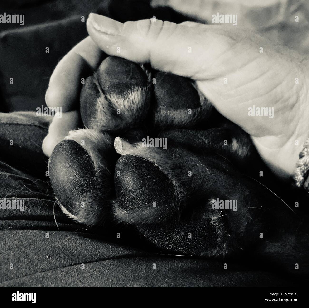 Dog paw and human hand Stock Photo - Alamy