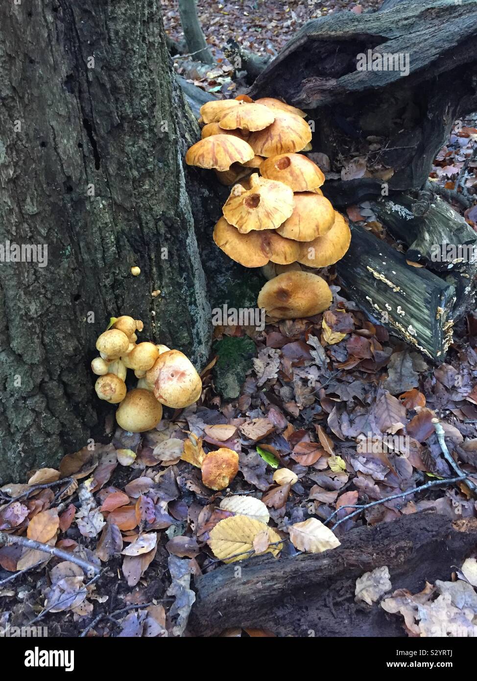 Forest fungi hi-res stock photography and images - Alamy