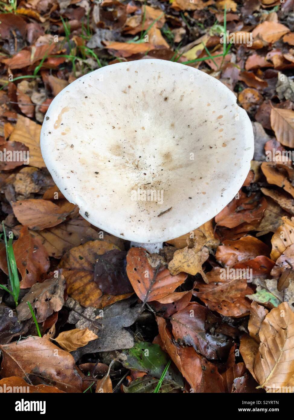 Forest fungi hi-res stock photography and images - Alamy