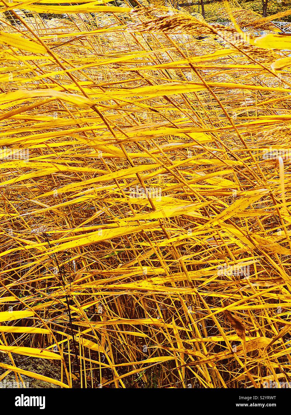 Reeds bending in wind smartphone stock photos and images - Alamy