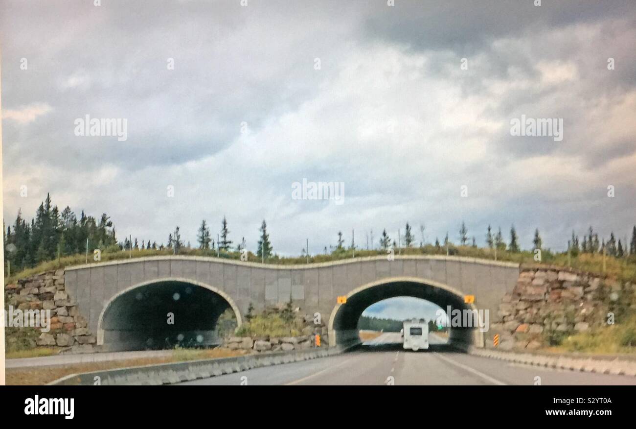 Wildlife overpass, Banff National Park, Alberta, Canada, on the ...