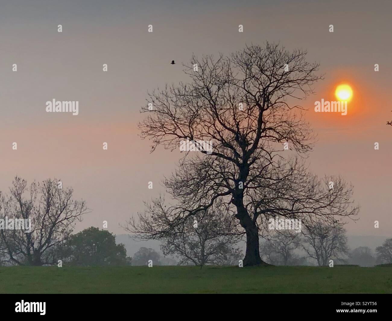 Sunrise over the trees hi-res stock photography and images - Alamy