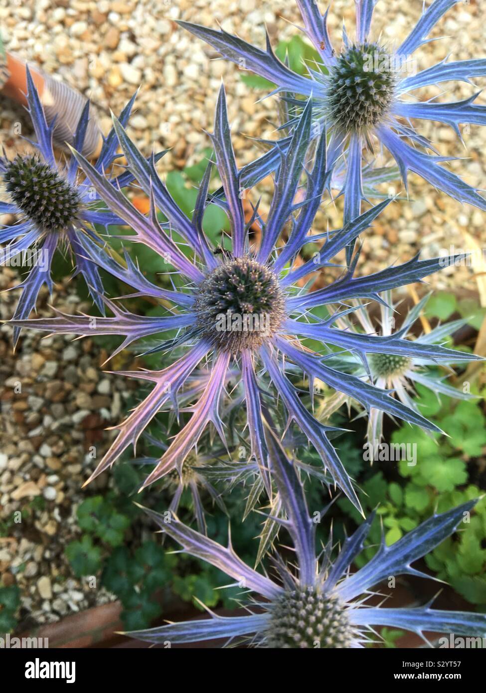 Sea holly plant hi-res stock photography and images - Alamy