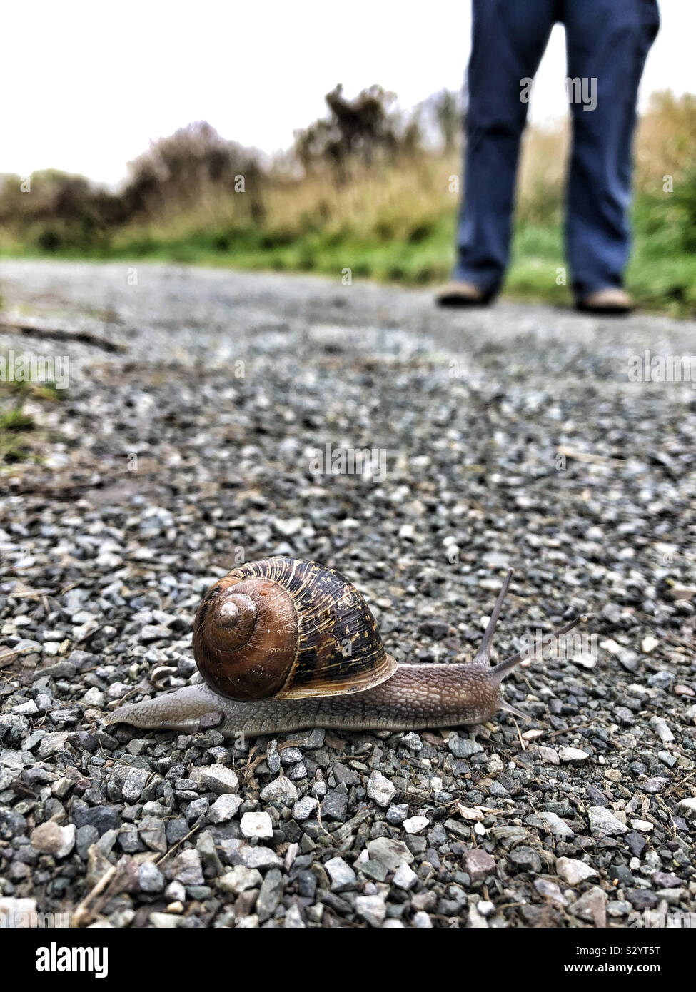 Waiting for a snail to cross Stock Photo - Alamy
