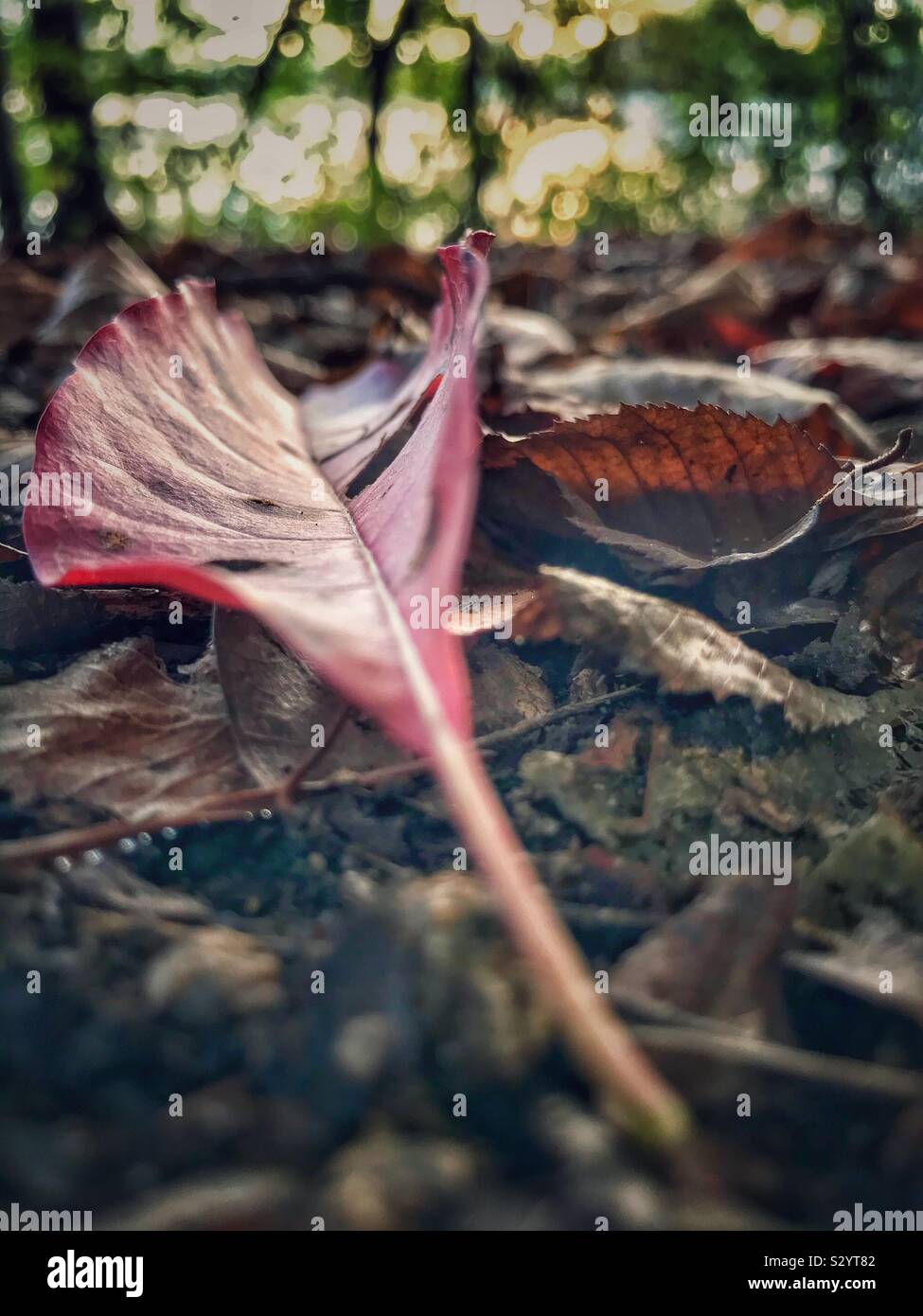 Dead leaf fallen leaf hi-res stock photography and images - Alamy