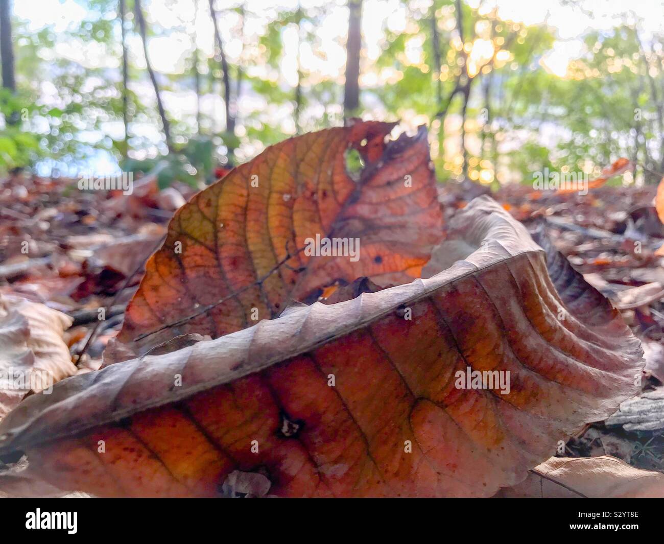 Hickory Trees High Resolution Stock Photography and Images - Alamy
