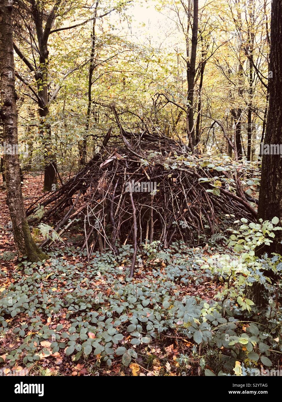 Woodland den hi-res stock photography and images - Alamy