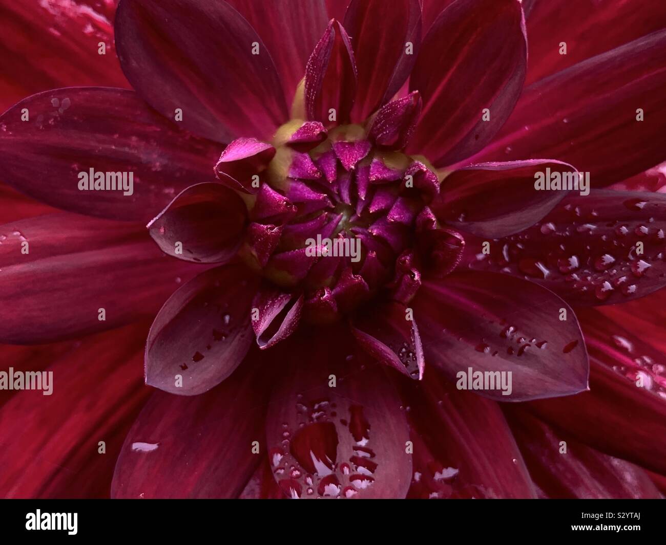 Purple flower frame hi-res stock photography and images - Alamy