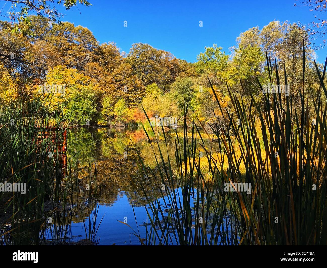 Fall leaves reflecting in a lake at Oak Glen, California in San ...