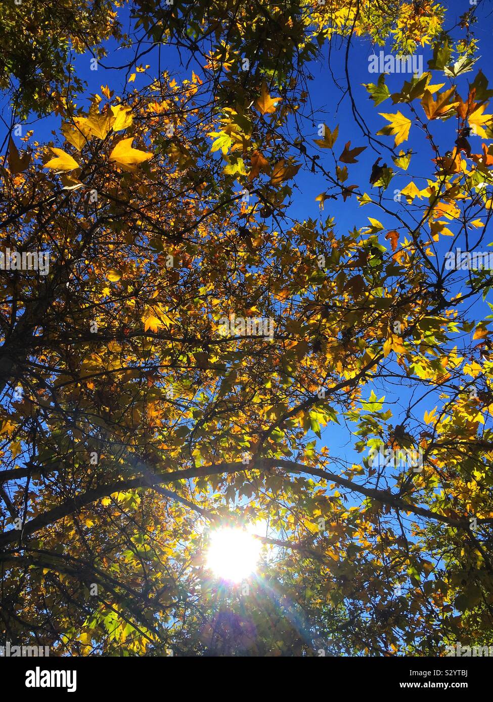 Fall yellow leaves on Sycamore trees in Oak Glen, California in San ...
