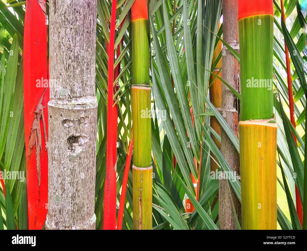 Bamboo color hi-res stock photography and images - Alamy