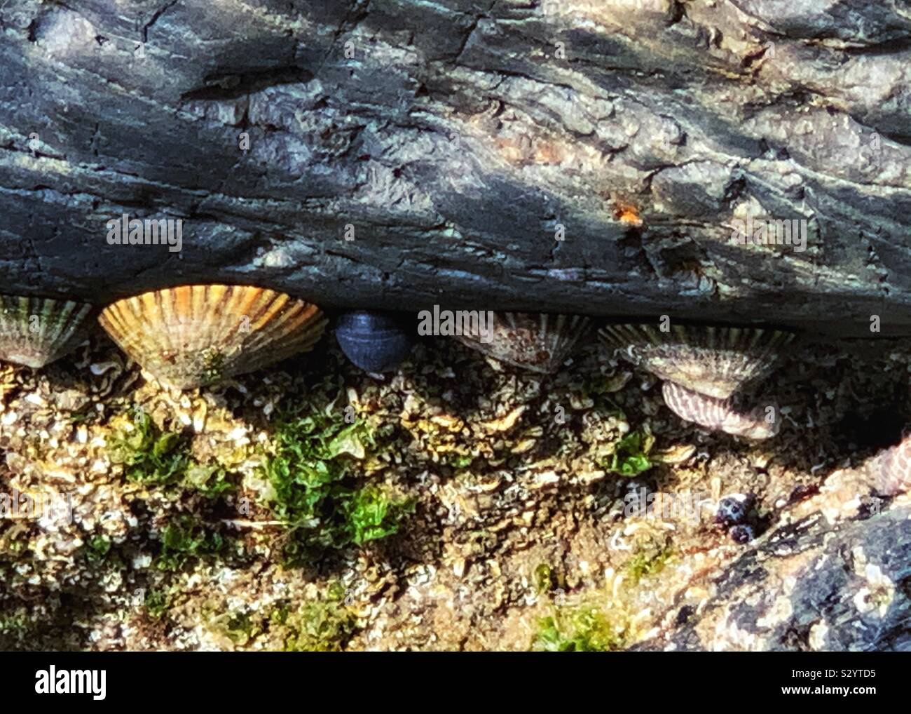 Sea shells in a row attached to the underside of a rock in the ...