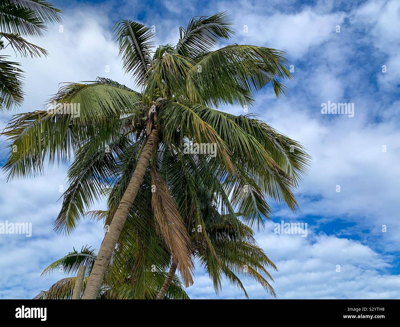 Coconut trees by beach hi-res stock photography and images - Alamy