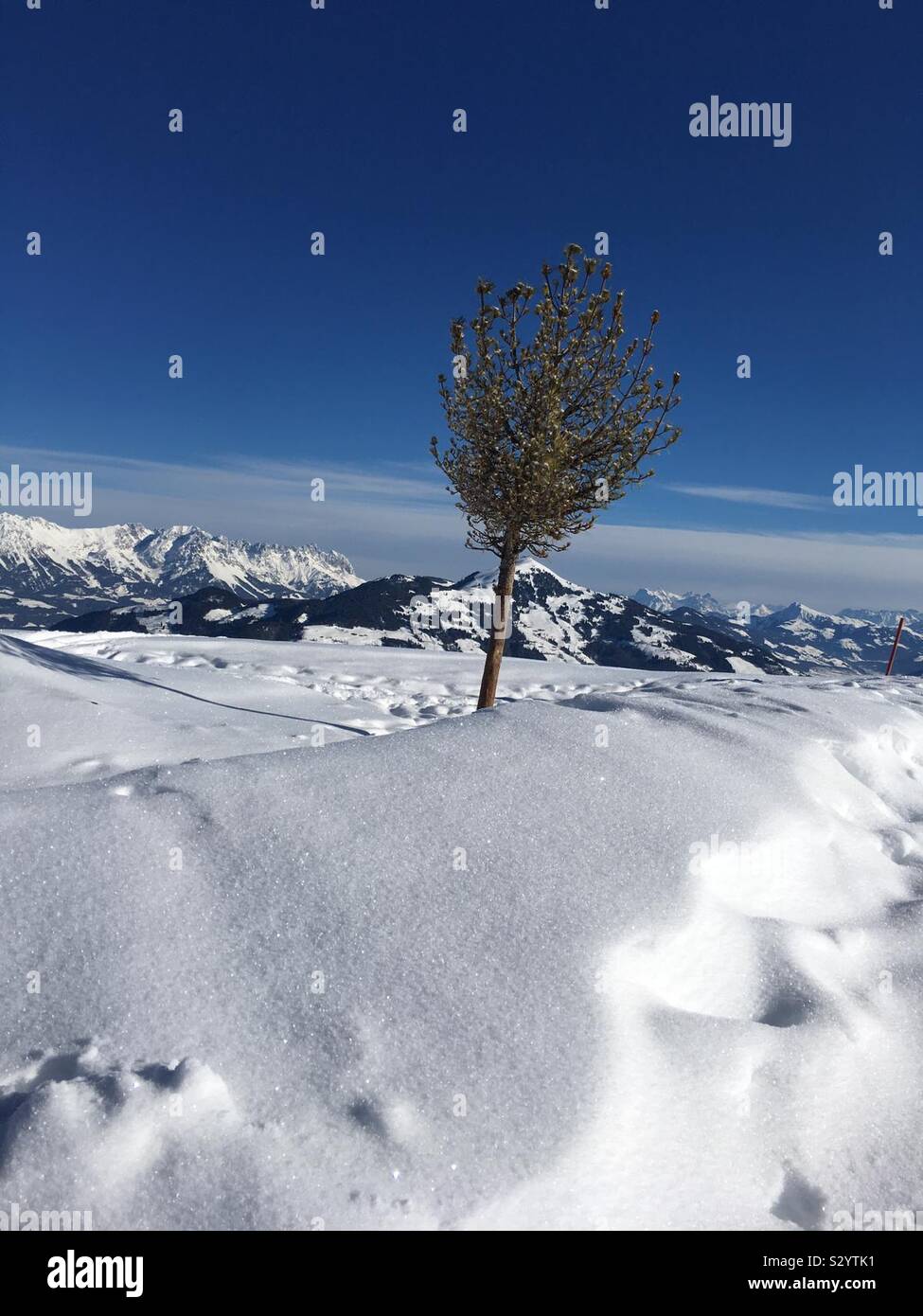 Lonely wonky tree in snow Stock Photo - Alamy