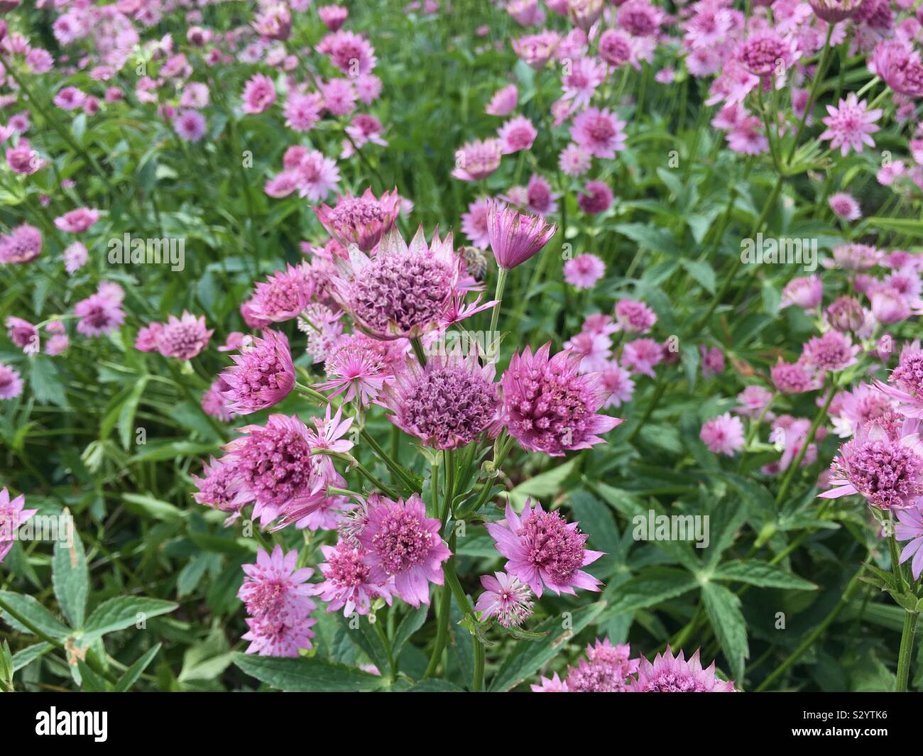 Astrantia flowers hi-res stock photography and images - Alamy