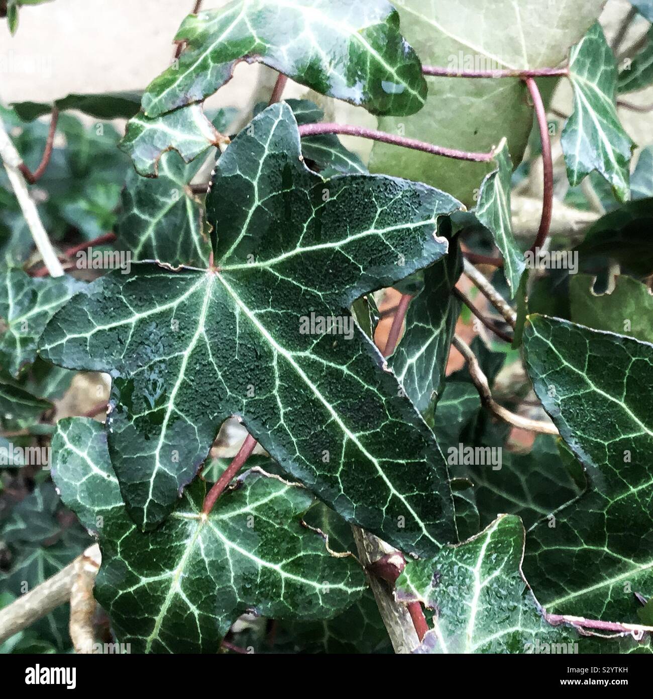 Circulation in plants Stock Photo - Alamy