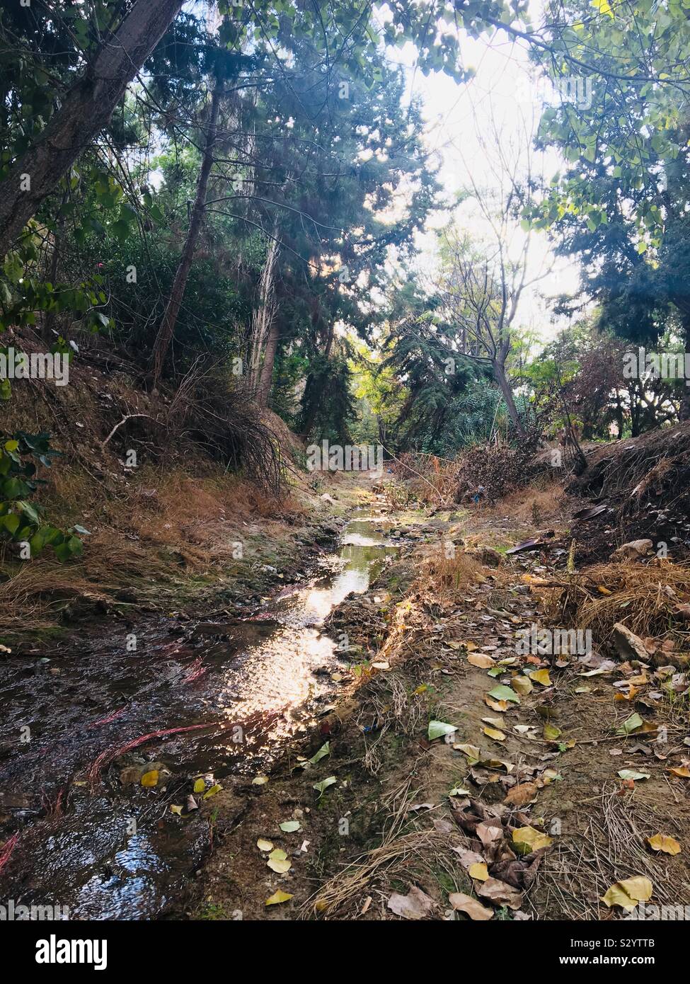 River stream forest hi-res stock photography and images - Alamy