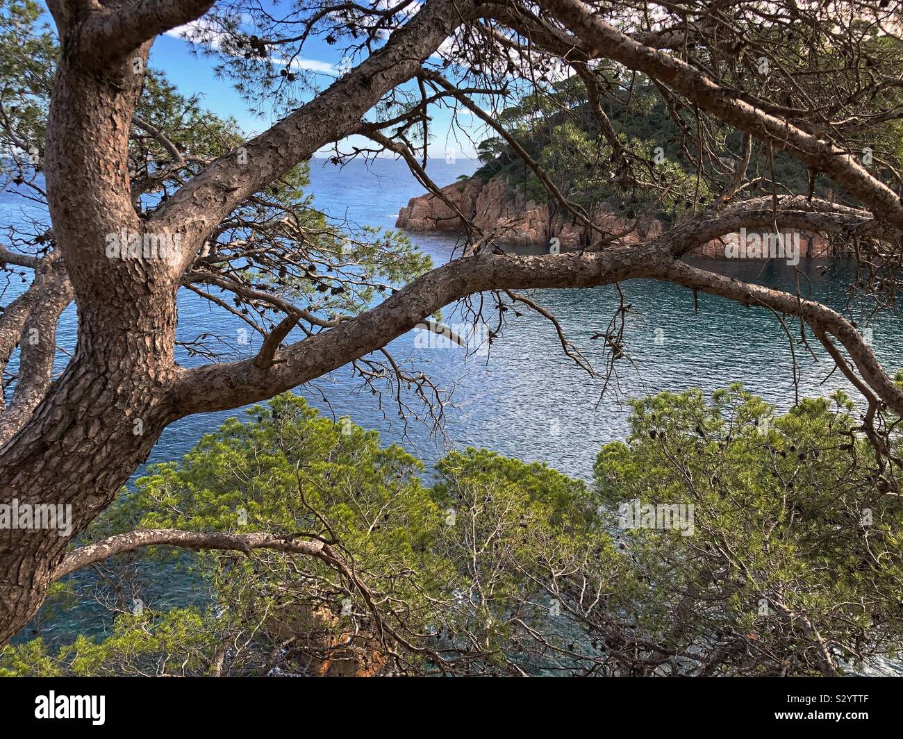 Cala Aiguablava on Costa Brava, Catalunya, seen through the branches of ...