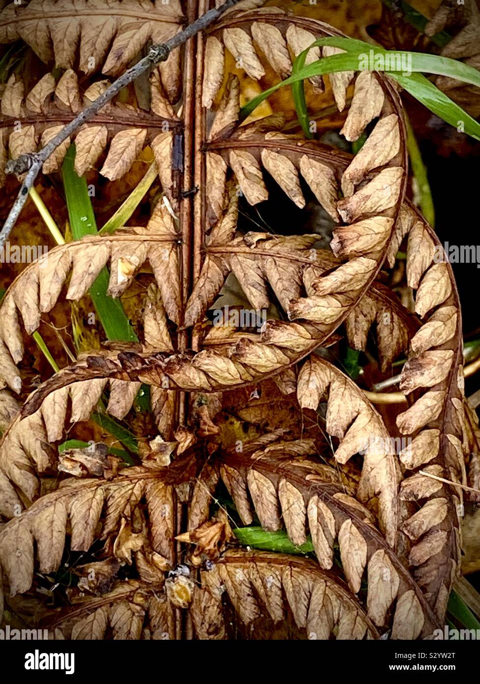 Autumn fern hi-res stock photography and images - Alamy