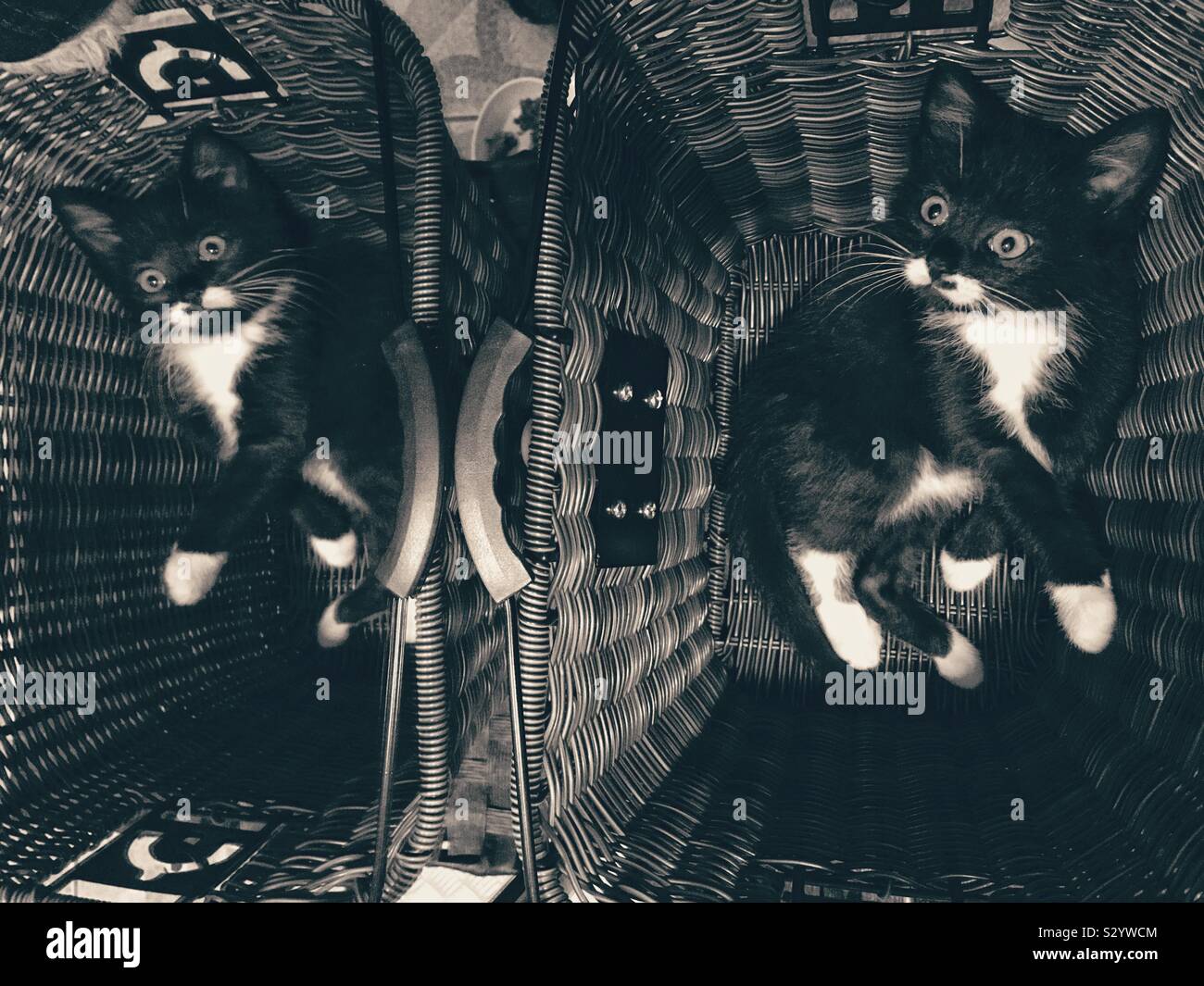 Mirror cat hi-res stock photography and images - Alamy