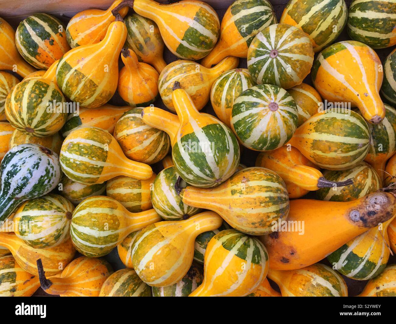 Raw squashes hi-res stock photography and images - Alamy
