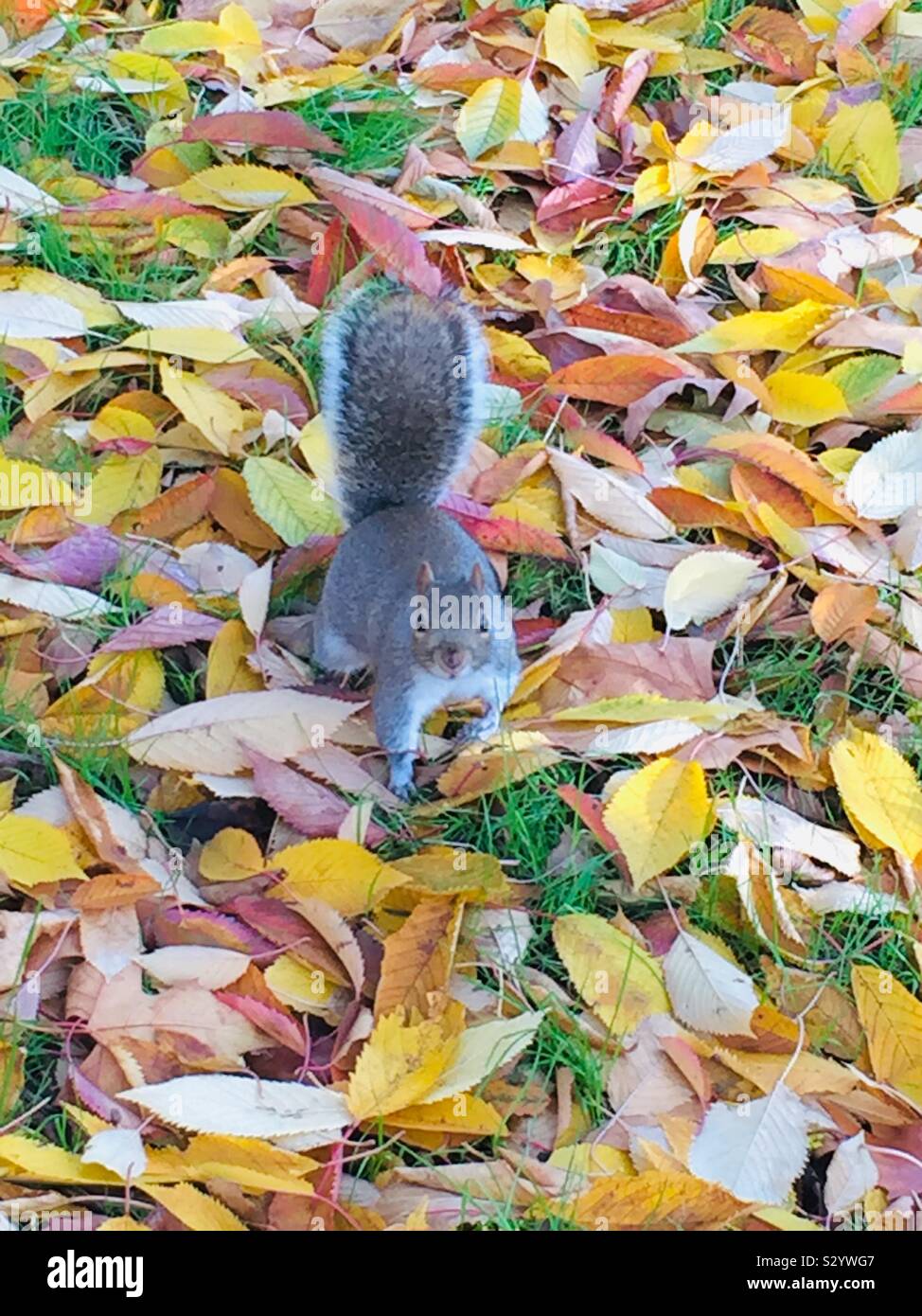 Fluffy tail hi-res stock photography and images - Alamy