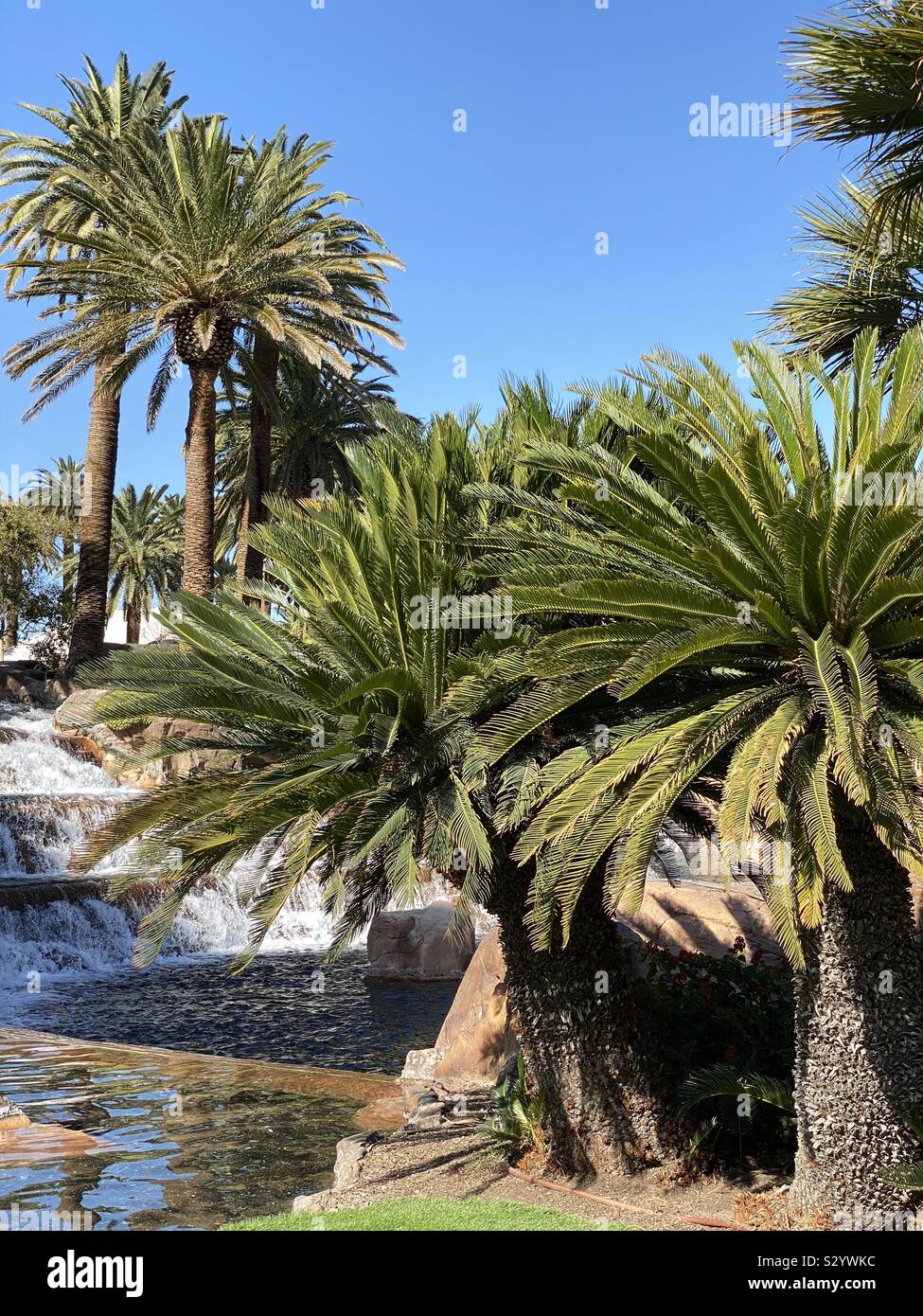 Fountain of palm trees hi-res stock photography and images - Alamy