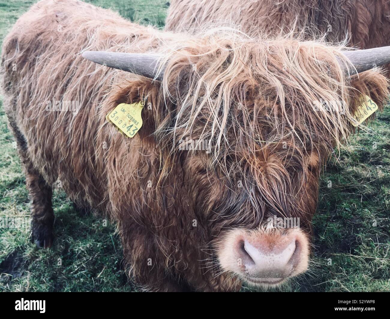 Highland cow calf scotland hi-res stock photography and images - Alamy