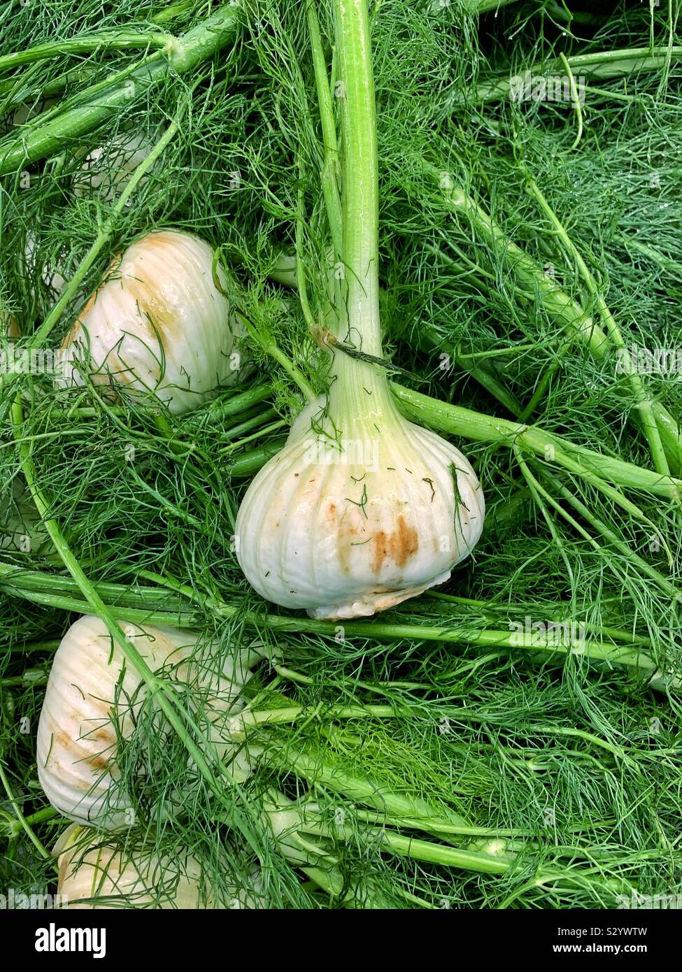 Fresh fennel bulbs, Foeniculum vulgare Stock Photo - Alamy