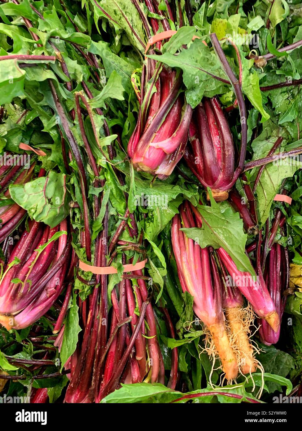 Fresh red dandelion plants Stock Photo - Alamy