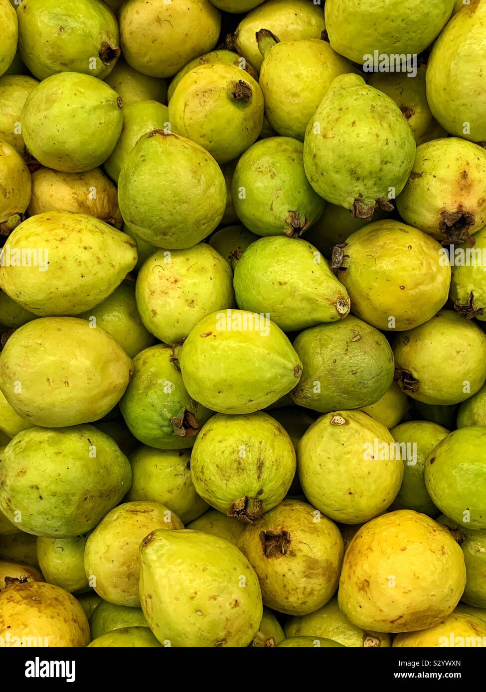Guava fruit hi-res stock photography and images - Alamy