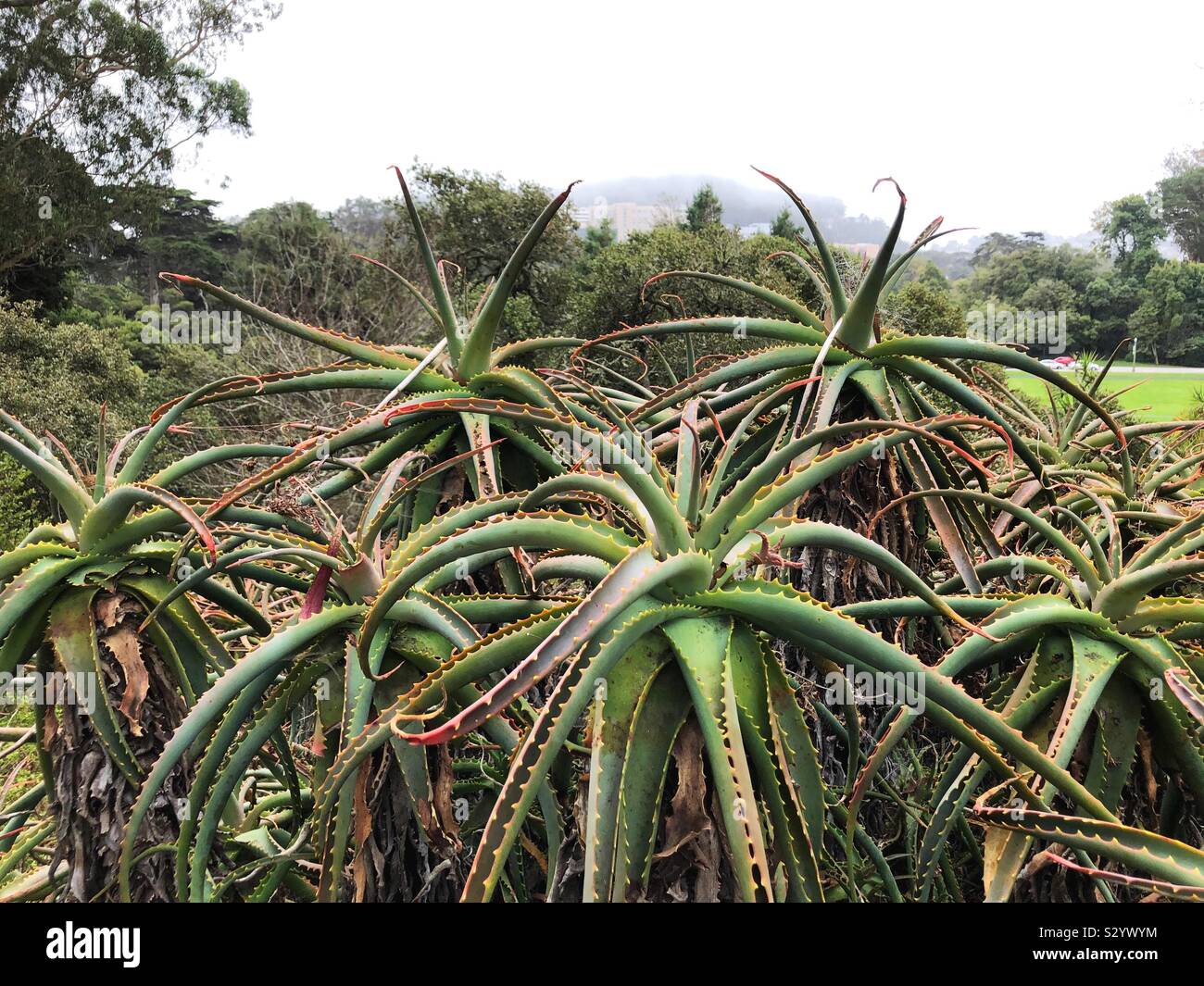 Aloe plants in Golden Gate park in San Francisco, California Stock ...