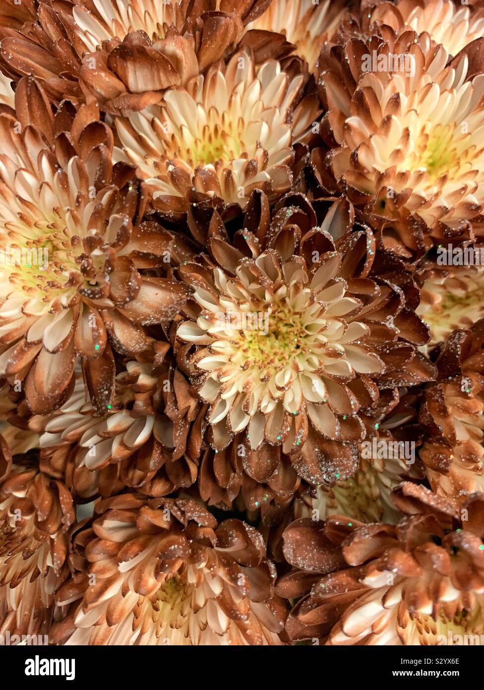 Fresh bouquet of brown fall carnations in full blossom Stock Photo - Alamy