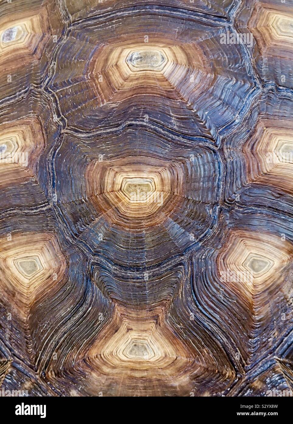 Giant turtle shell Stock Photo - Alamy