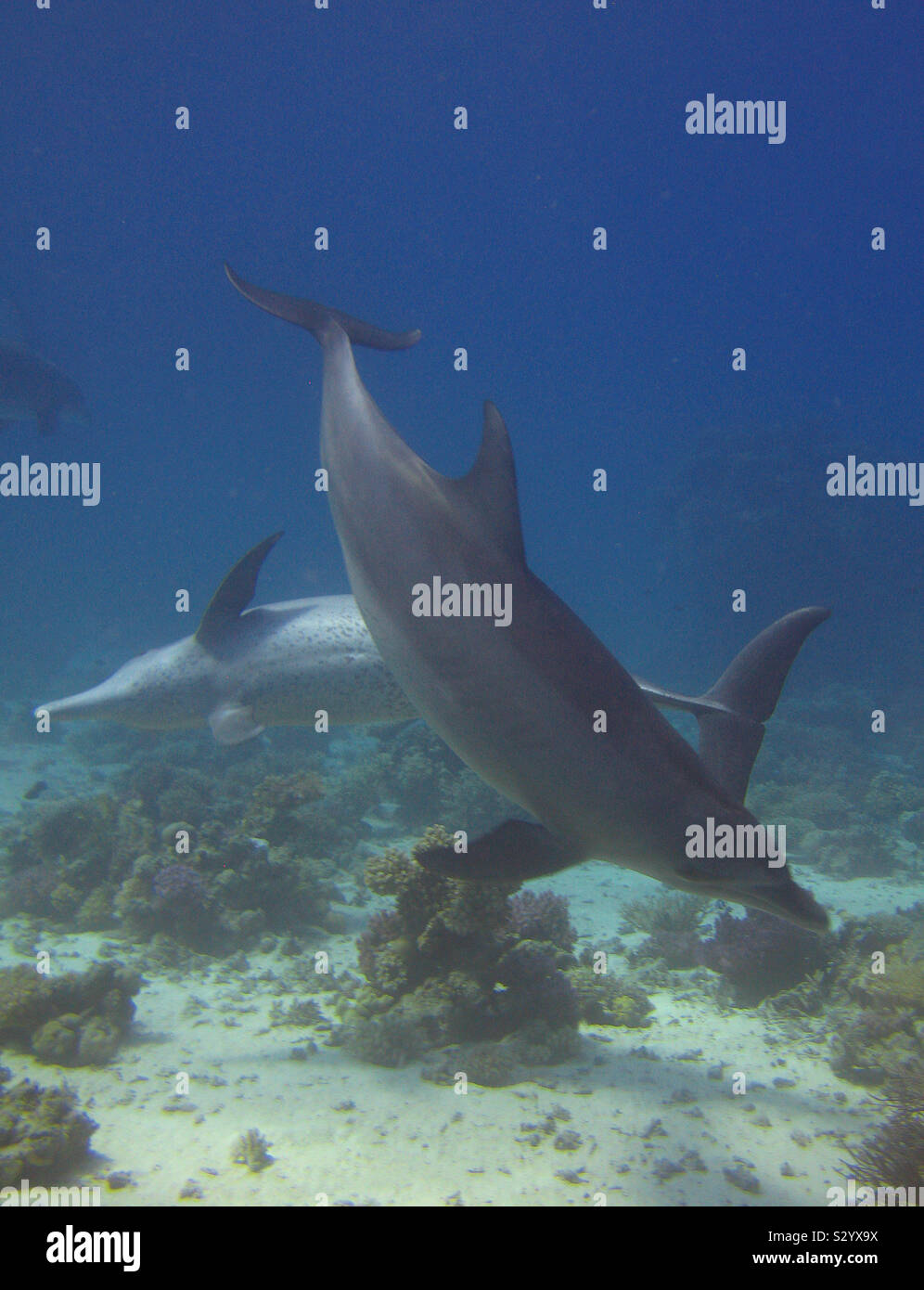 Dolphin dance hi-res stock photography and images - Alamy