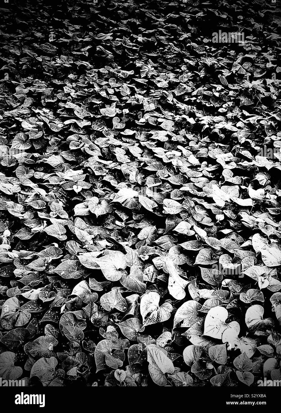 Garden leaves hi-res stock photography and images - Alamy