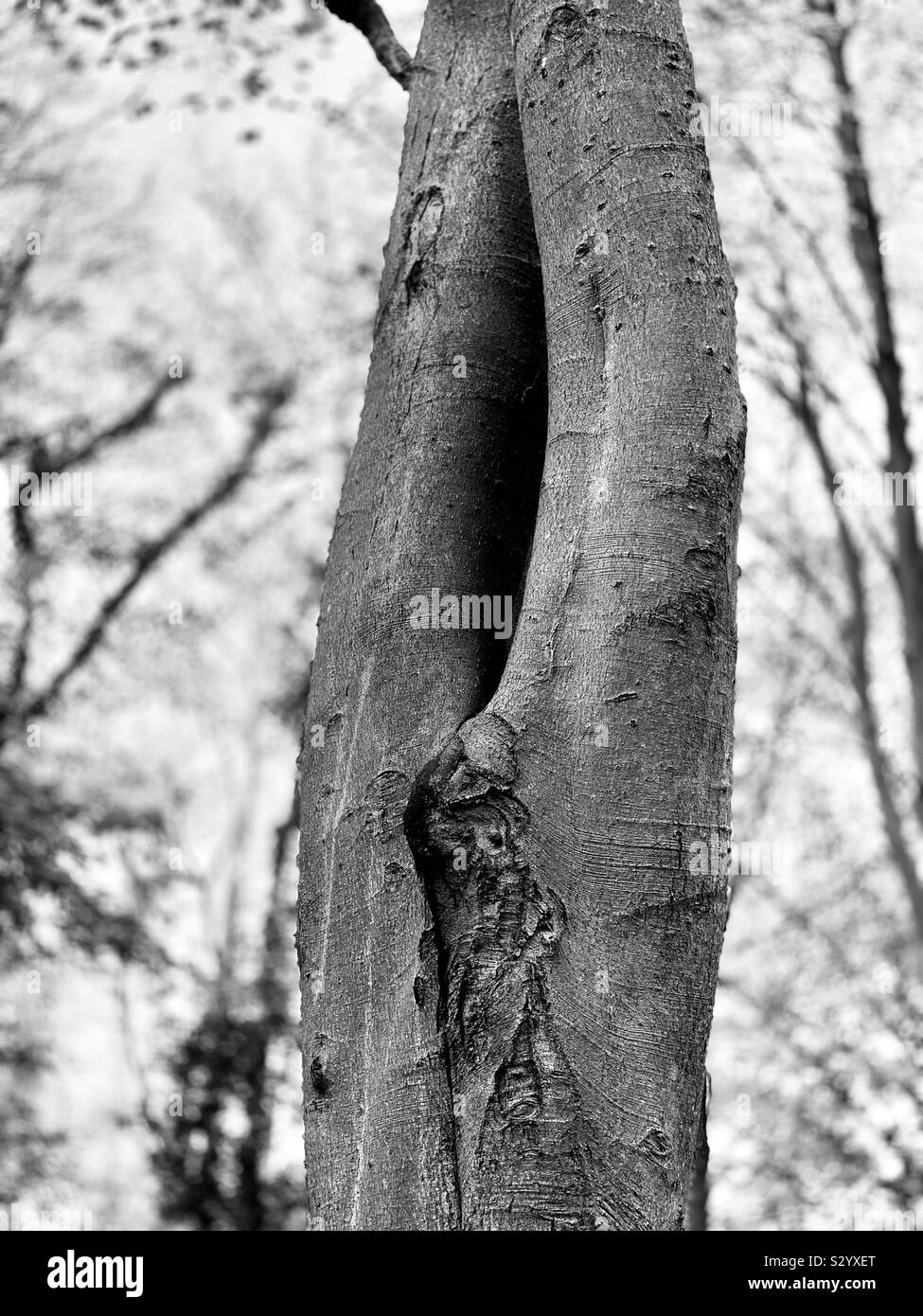 Twisted tree in black and white Stock Photo - Alamy